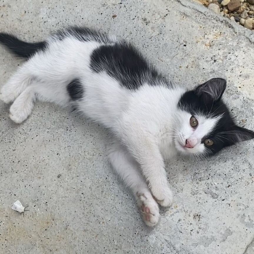Котёнок в добрые руки