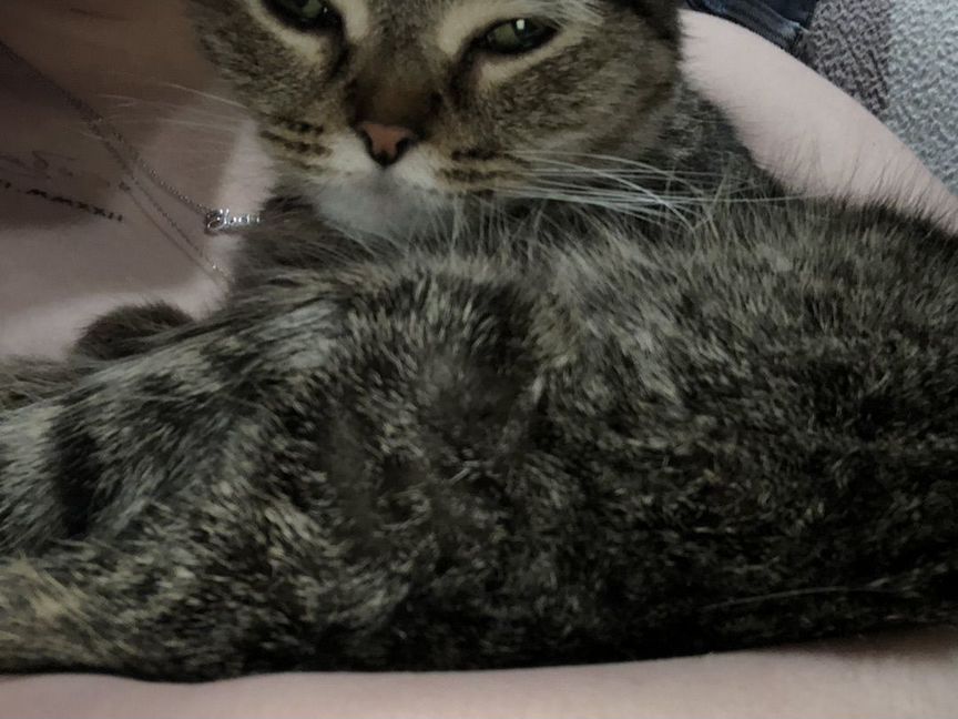 Найдена кошка в подьезде ищет хозяев