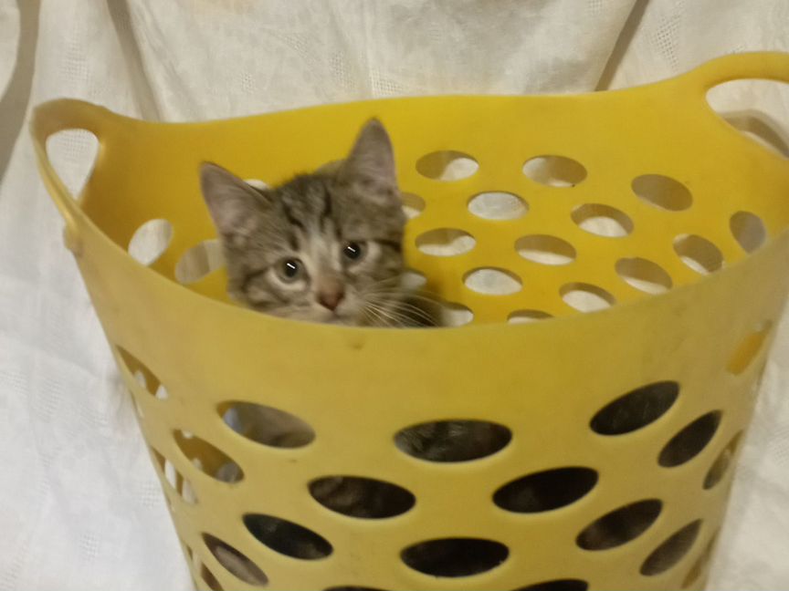 Отдам котят