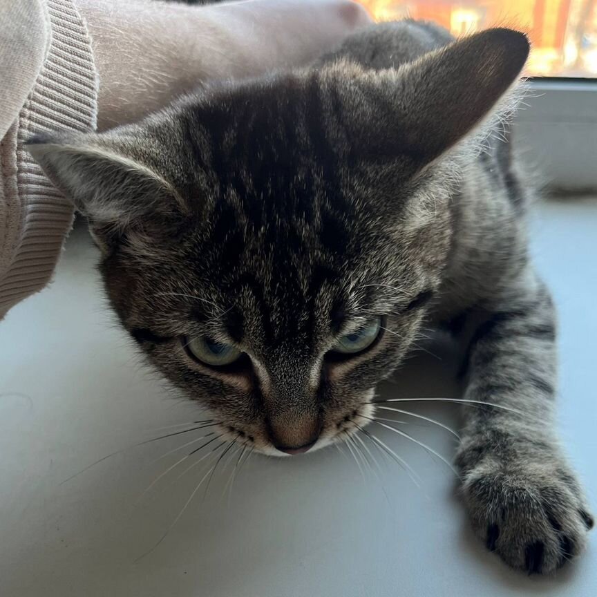 Котёнок в добрые руки