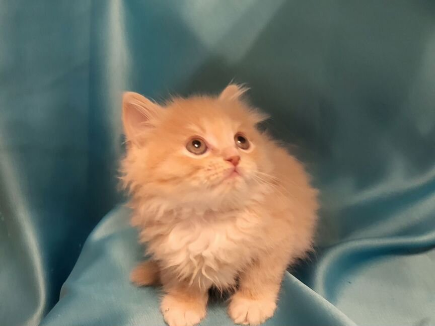 Сибирские котята