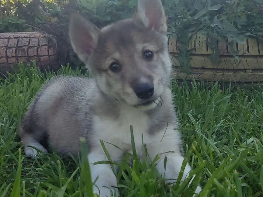 Лайка +Волкособ