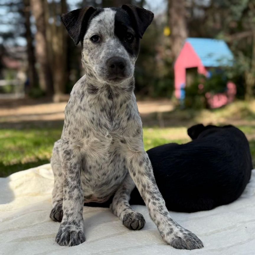 Щенки в добрые руки