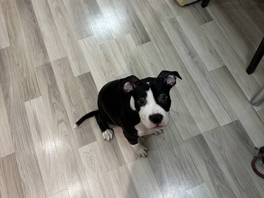 Стаффордширский терьер щенок