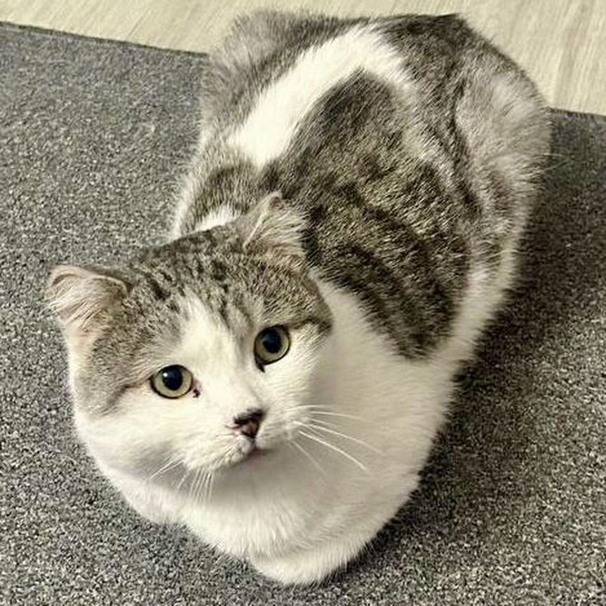 Шотландский прямоухий короткошёрстный, взрослый кот