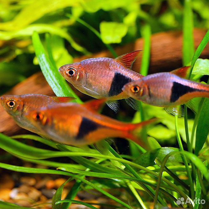 Расбора клинопятнистая (Trigonostigma Heteromorph