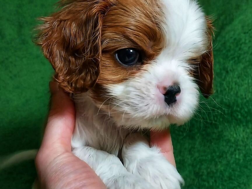 Кавалер кинг чарльз спаниель