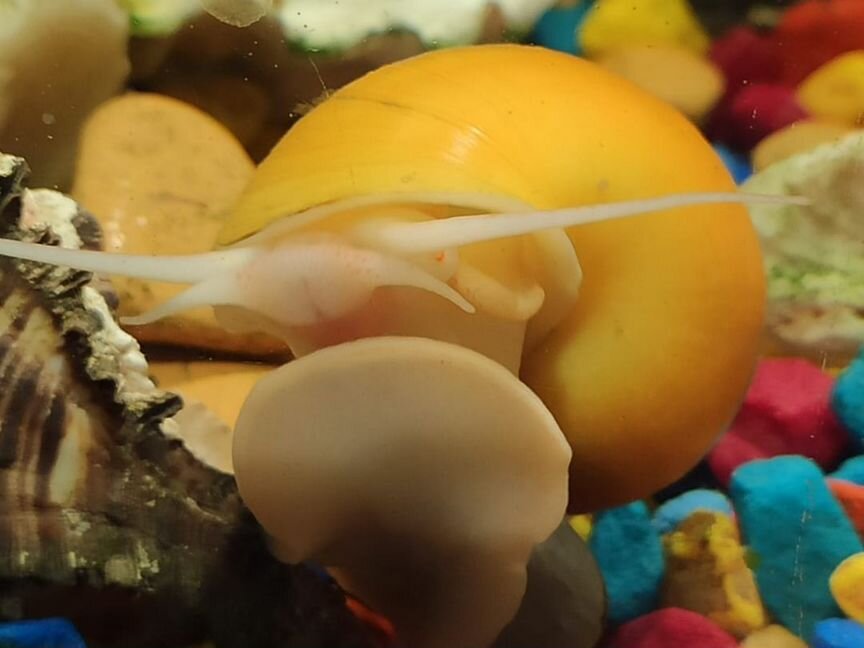 Улитки аквариумные ампулярии