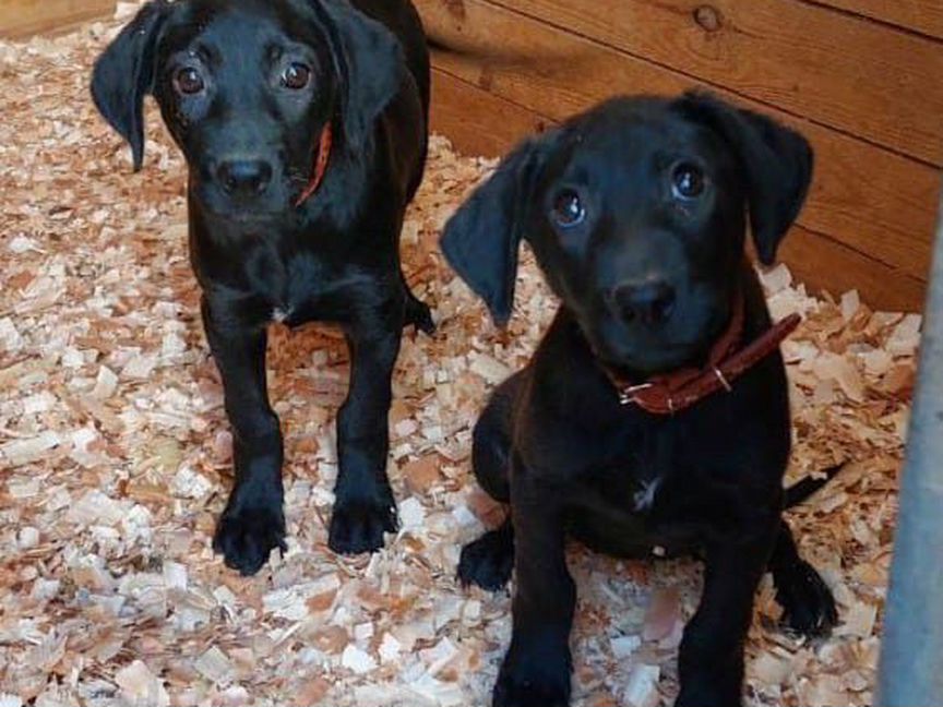 Двое из ларца почти лабрадоры девочки 2 месяца