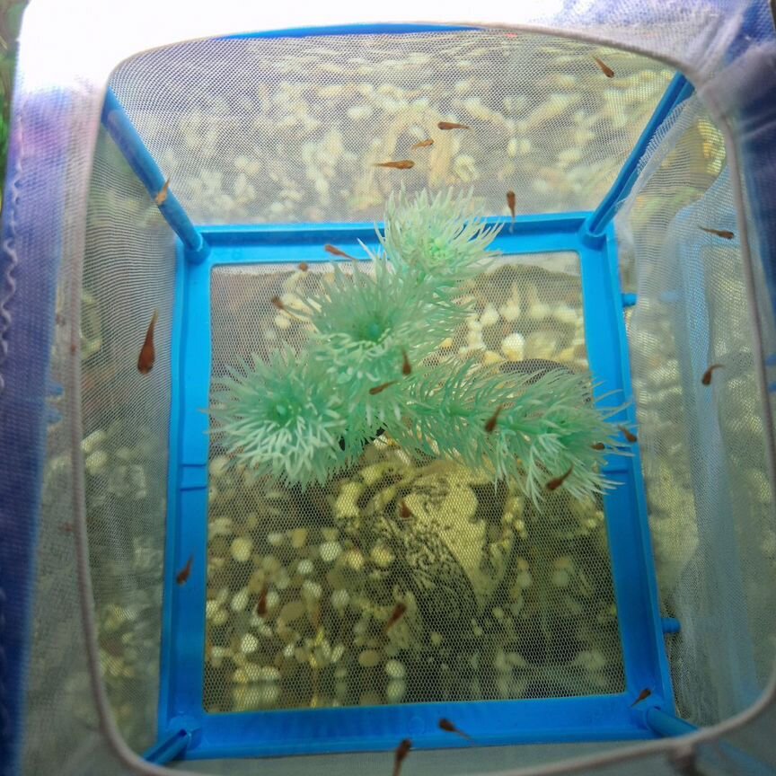 Меченосцы (мальки)