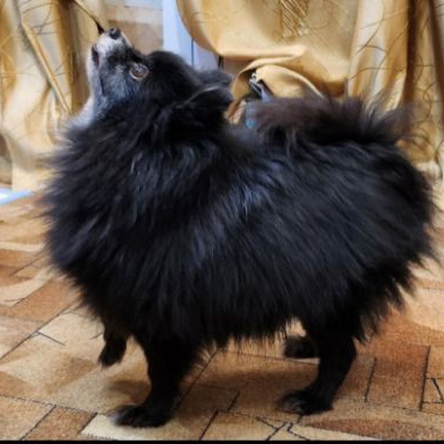 Померанский шпиц