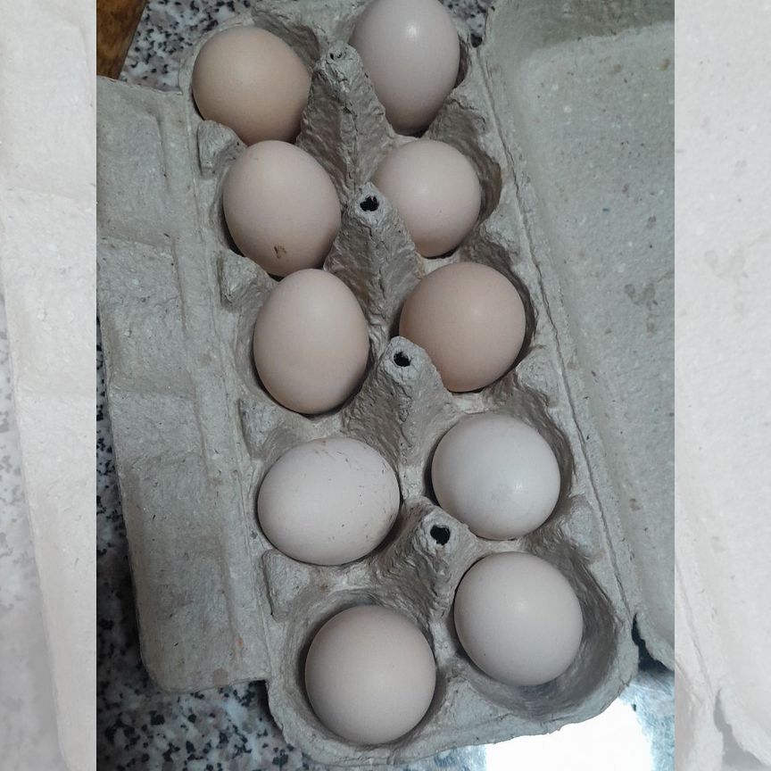 Яйца инкубационные китайской шелковой