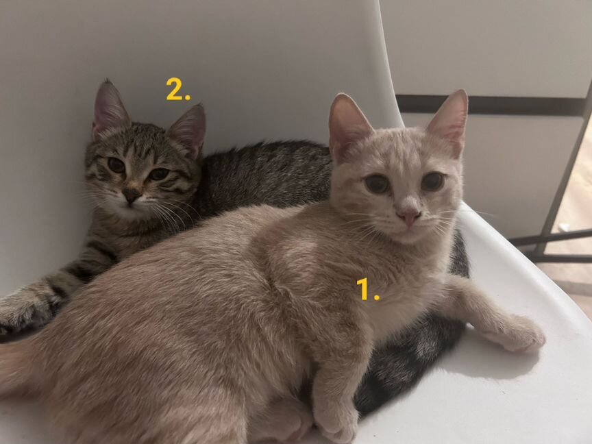 Коты 3 мес