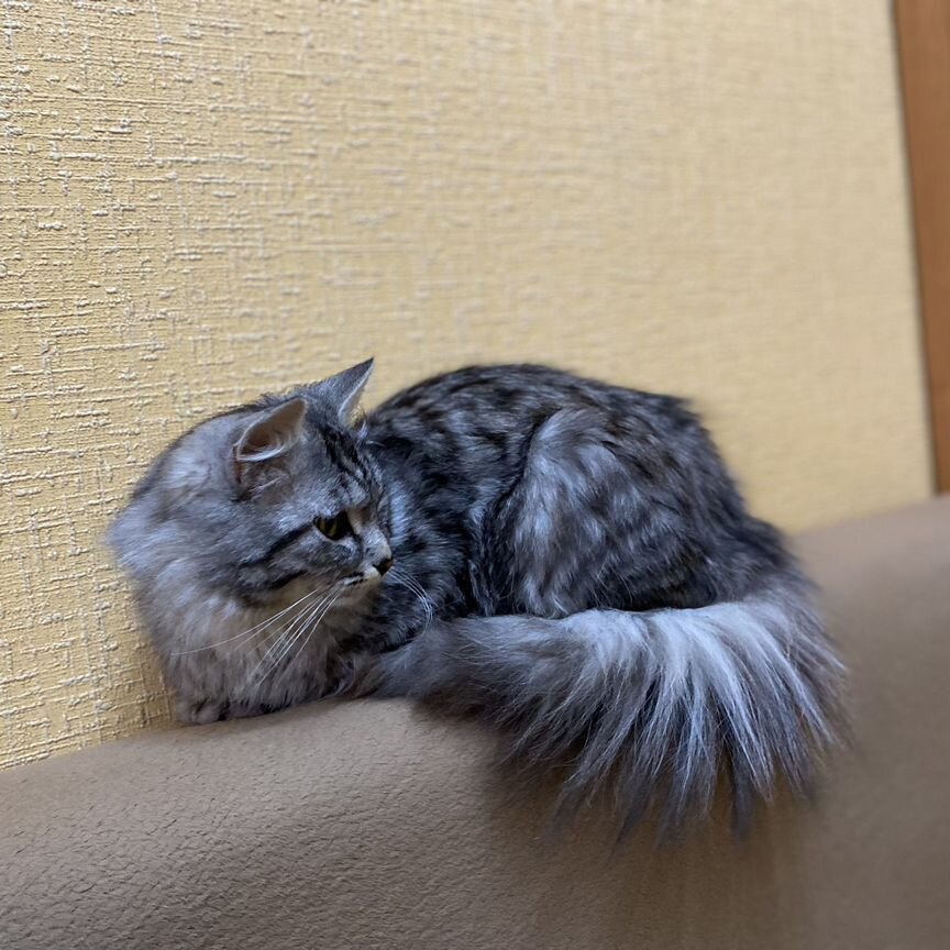 Красивый кот