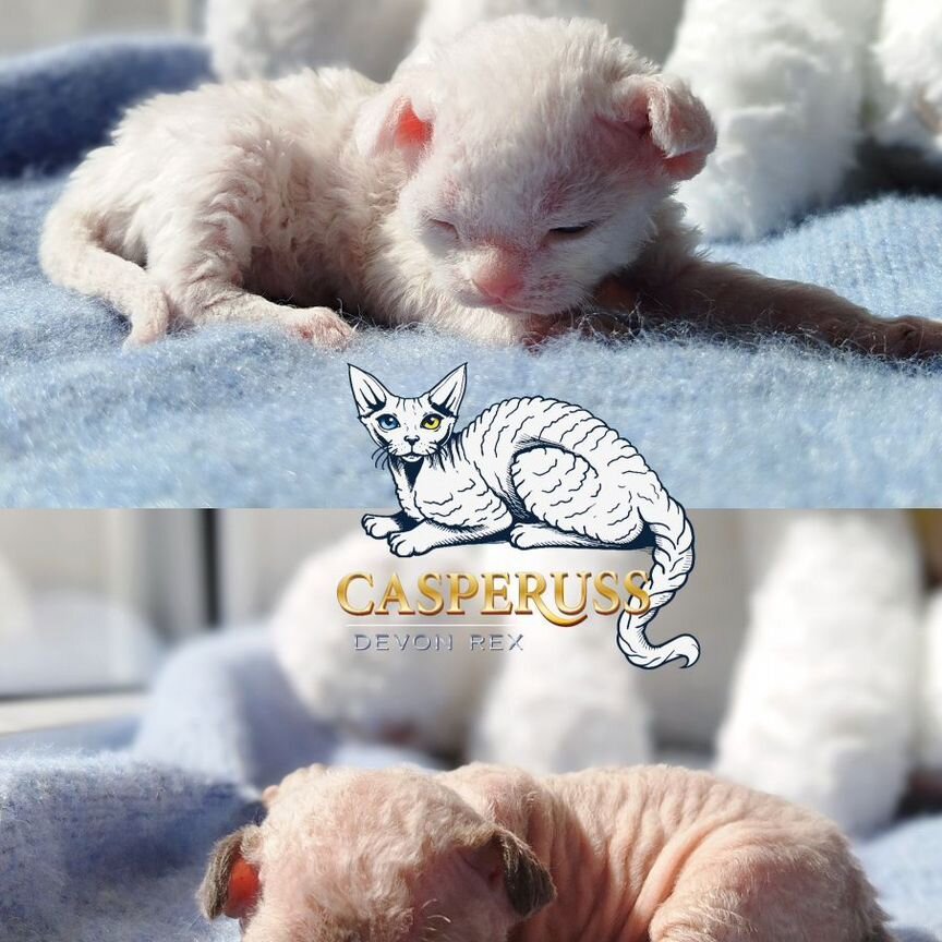 Девон-рекс котёнок