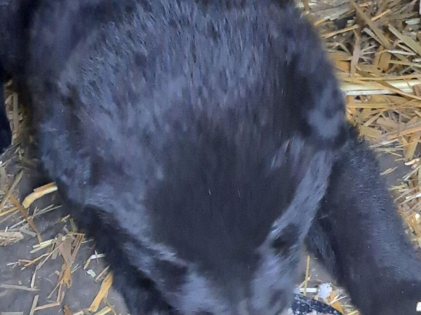 Щенки немецкой овчарки черные