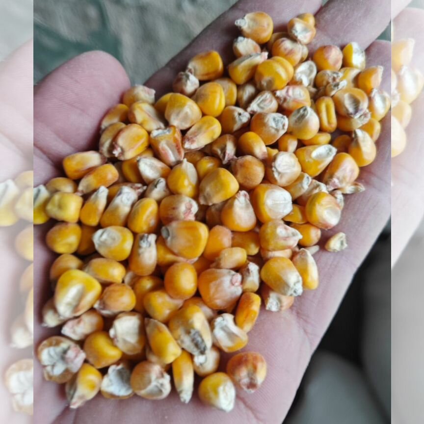 Комбикорм. Зерно