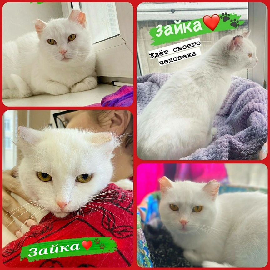 Кошка Зайка