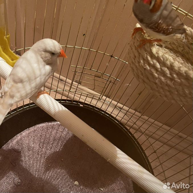 Продам пару амадинов с клеткой и аксессуарами