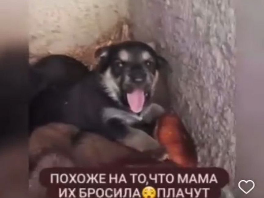 Щенки