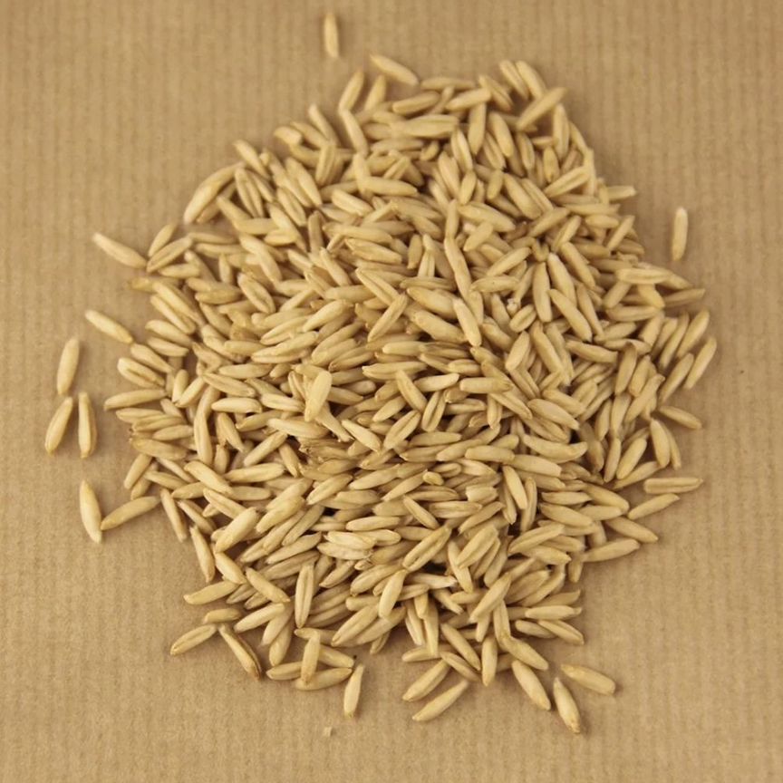 Овес голозерный