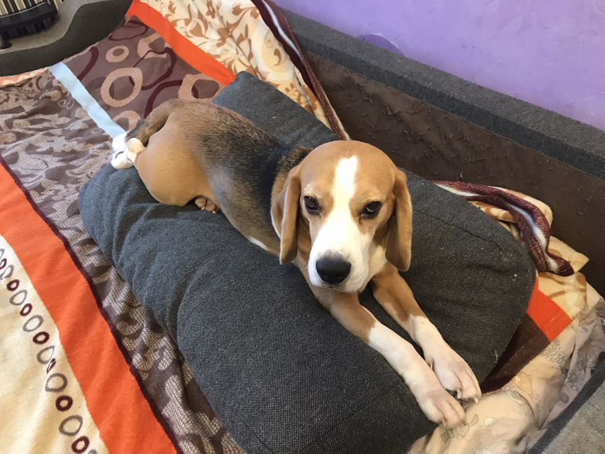 Бигль ищет новый дом