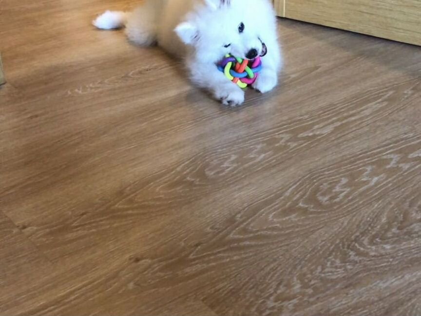 Самоедская лайка щенки