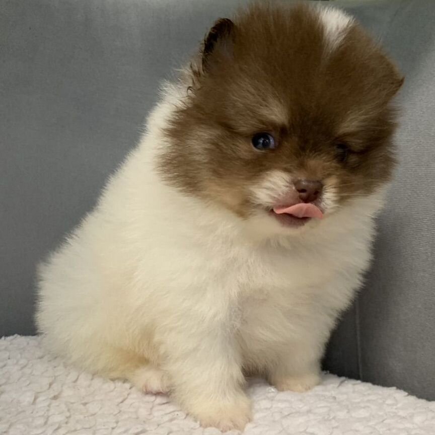 Померанский шпиц, щенок
