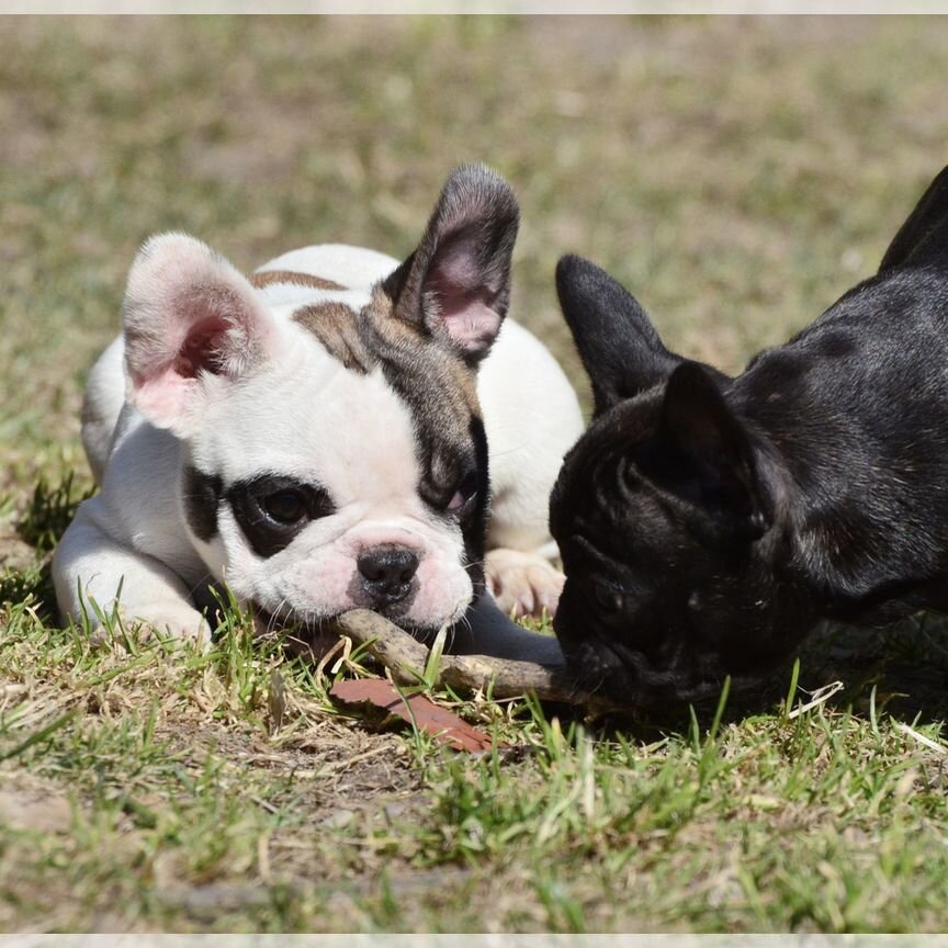 Французский бульдог, щенок