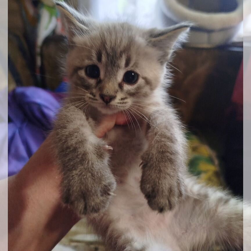Сиамский котёнок