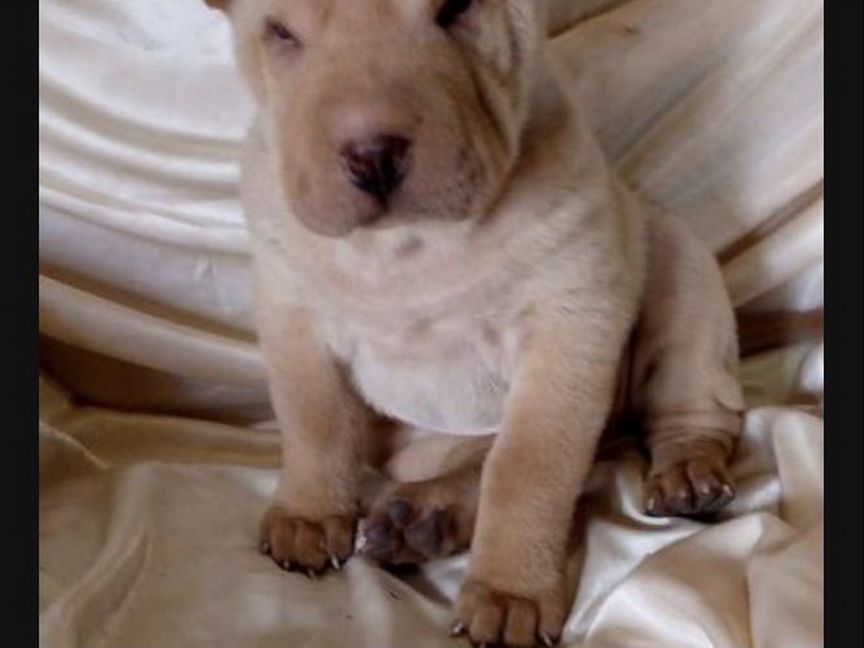 Шарпей девочка