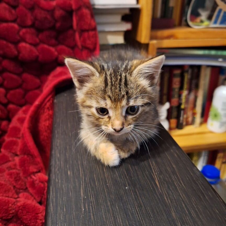 Котята в добрые руки приучены к лотку