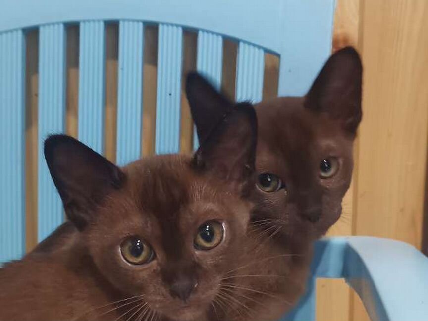 Бурманские ласковые малыши