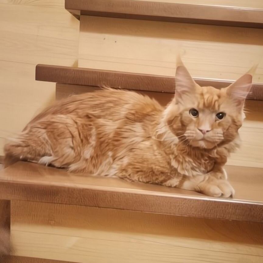 Мейн-кун, взрослый кот