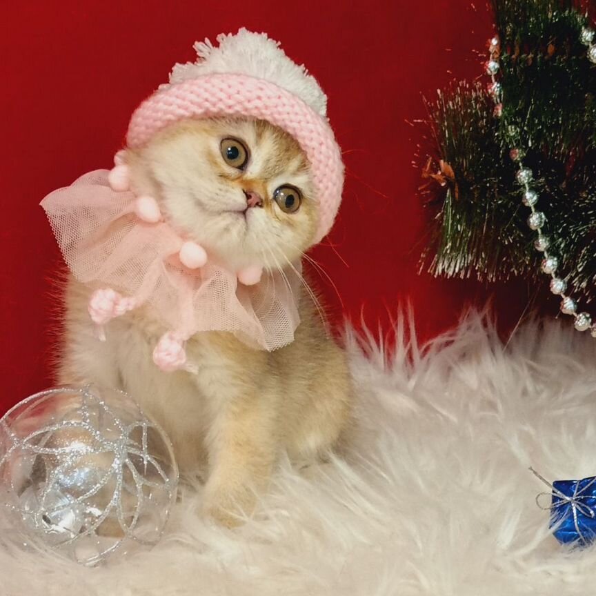 Милая сладкая девочка SFS ny11