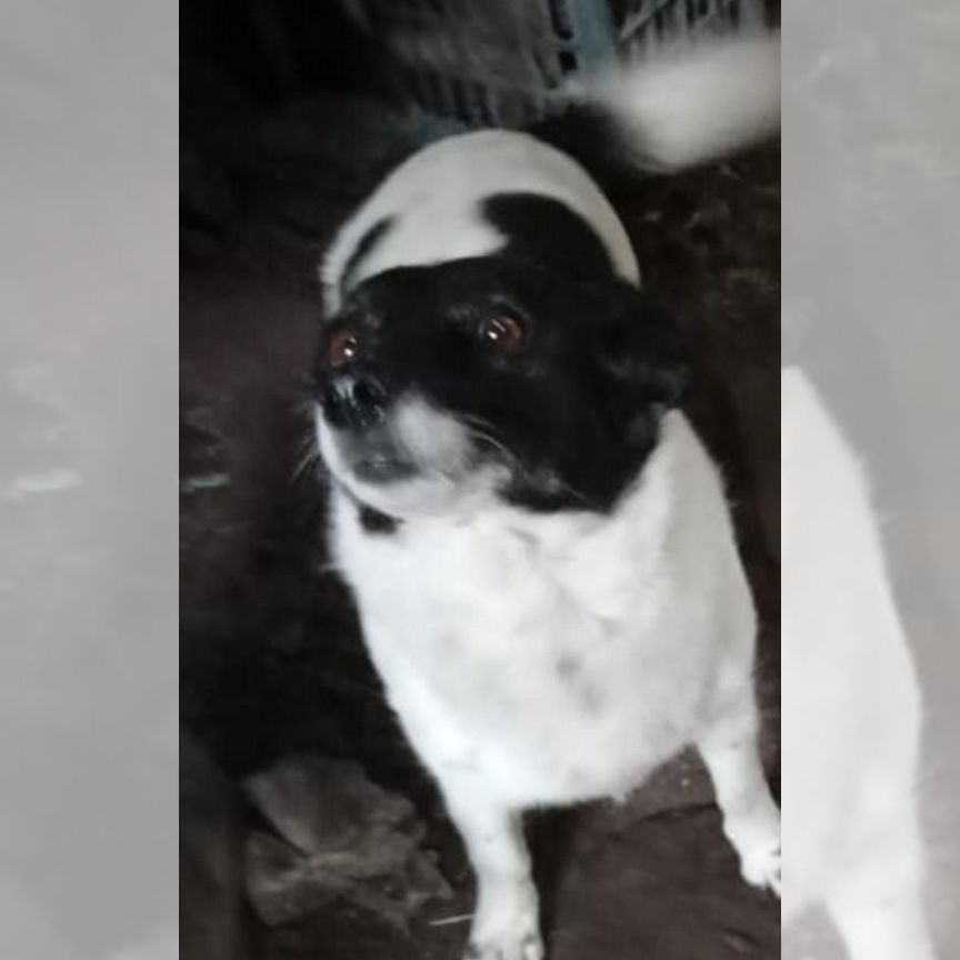 Взрослый пёс в добрые руки