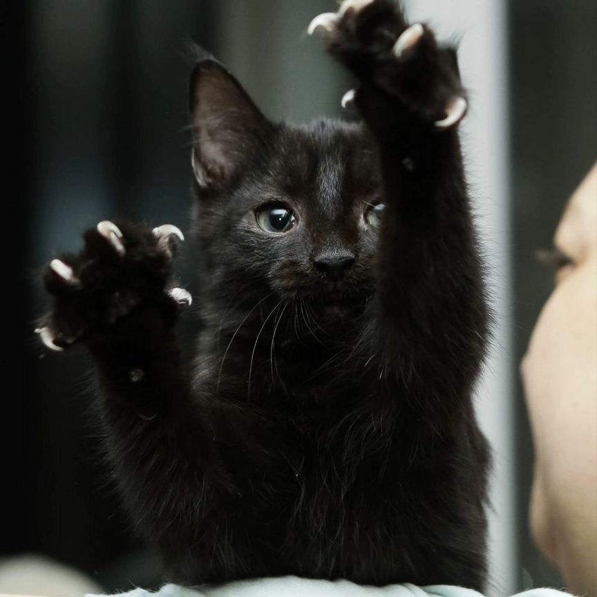 Ласковый котёнок 4 месяца ищет дом