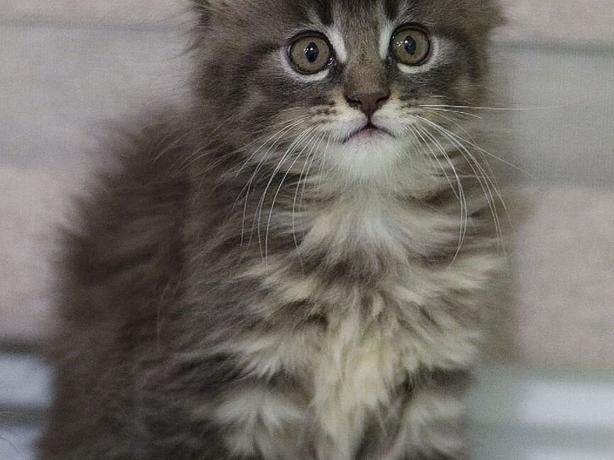 Мейн-кун малыш Лиам