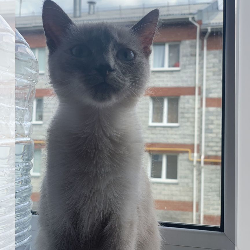 Тайские котята бесплатно