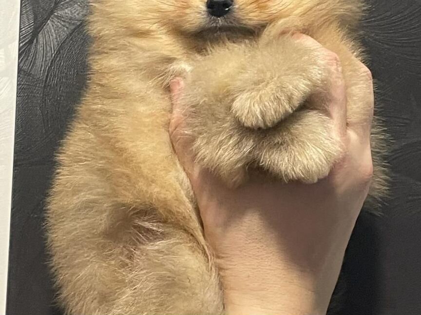 Щенки шпица Пацанчик мини