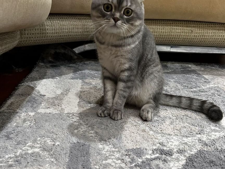 Шотландская