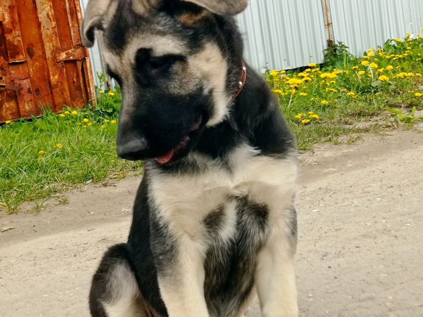 Продам щенка вео девочка