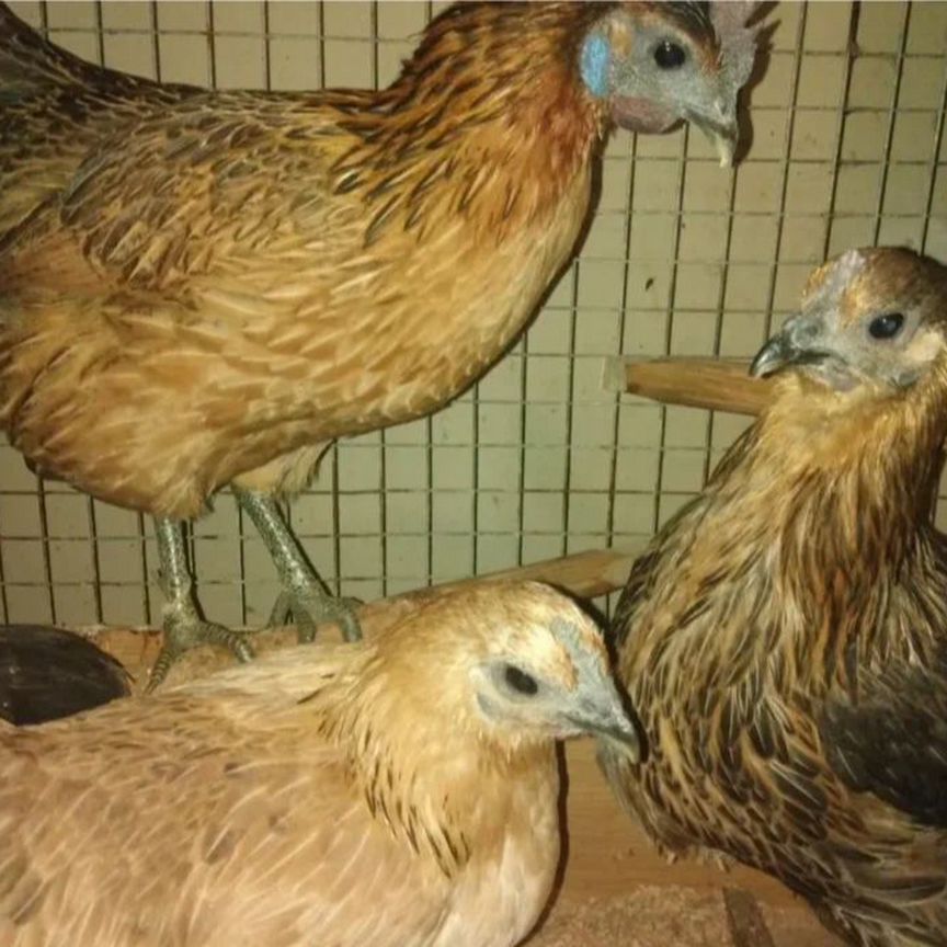 Куры молодки несушки лакеданзи