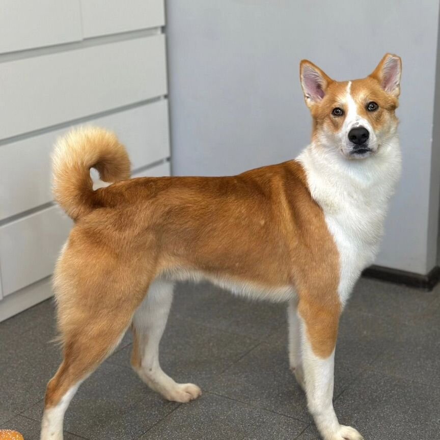 Прекрасный пес ищет дом