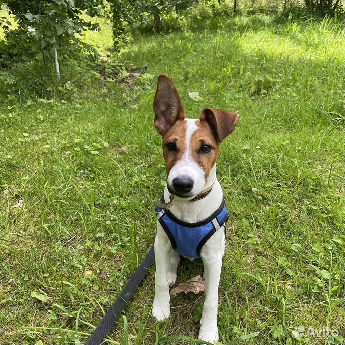 Щенок фокс терьера в добрые руки