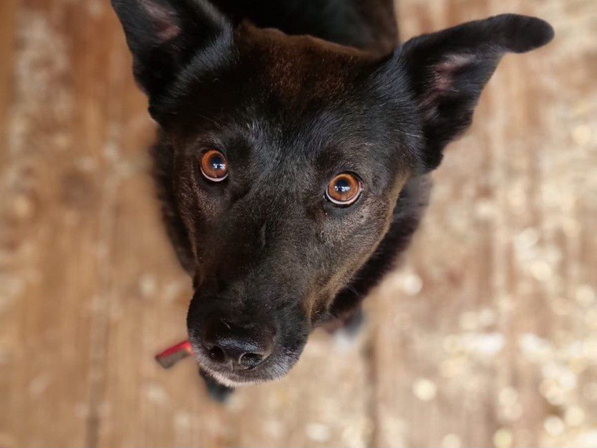 Собака Пиджей ищет дом