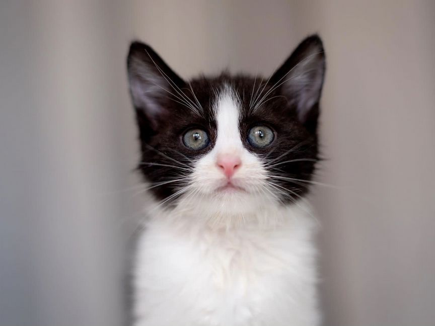Черно-белый котенок