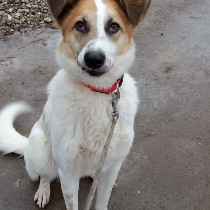 Собака в добрые руки