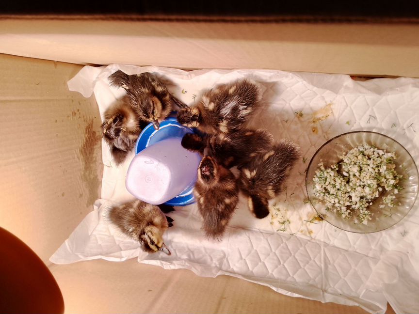 Утята дикие