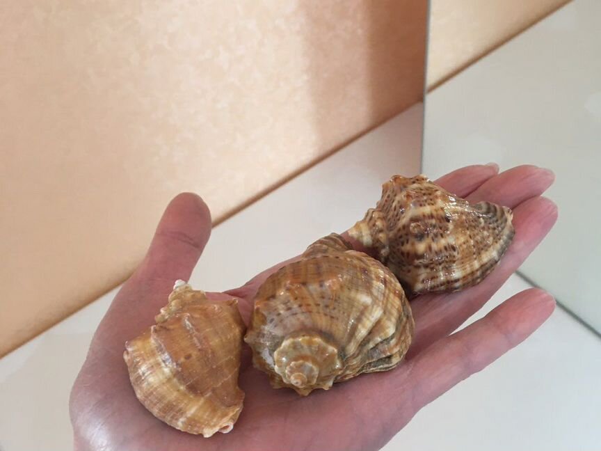 Ракушки, камни для аквариума